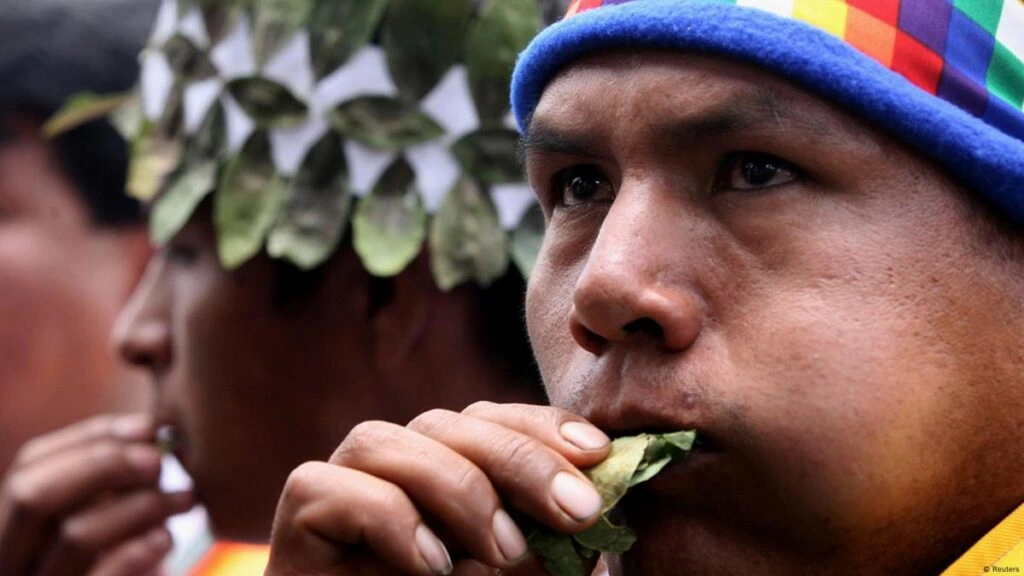 Chew Coca Leaf for Natural Energy and Well-Being: Health Benefits ...